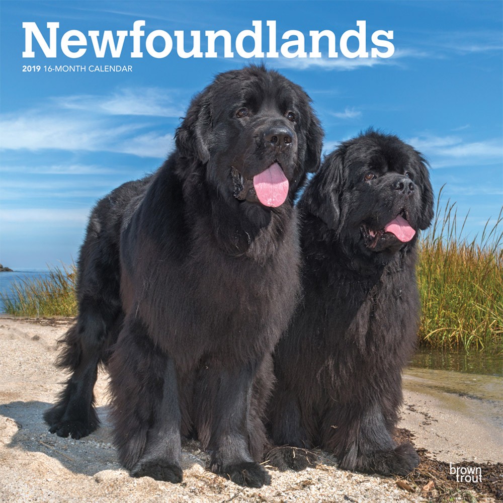 Newfoundlands 2019 Square Wall Calendar | DogDays 2023 Calendar and Puzzle App for iPhone, iPad ...